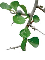 Saúde e Medicamentos