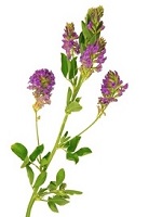 Saúde e Medicamentos